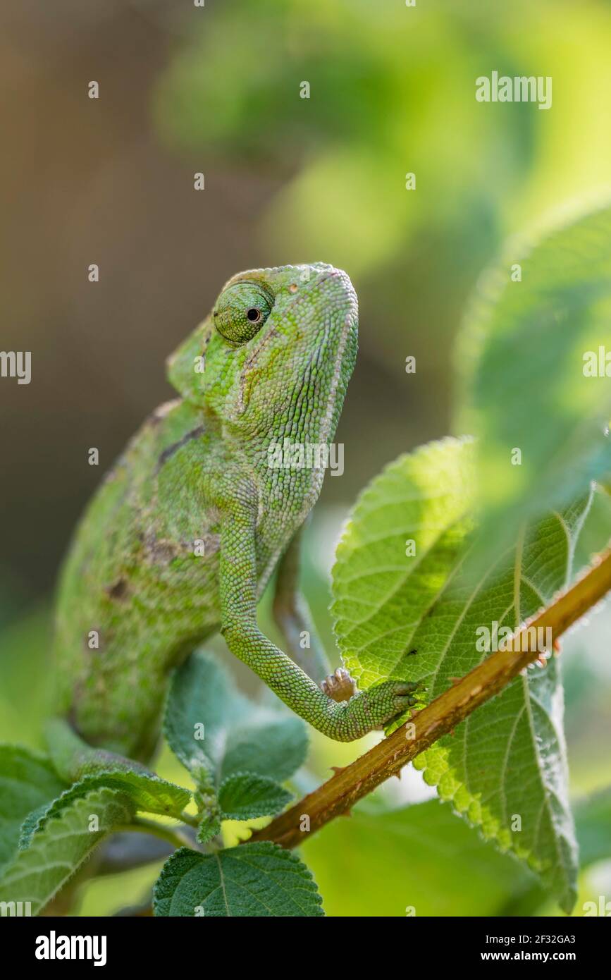 Mediterranean chameleon (Chamaeleo chamaeleon), Cadiz, Andalusia, Spain ...
