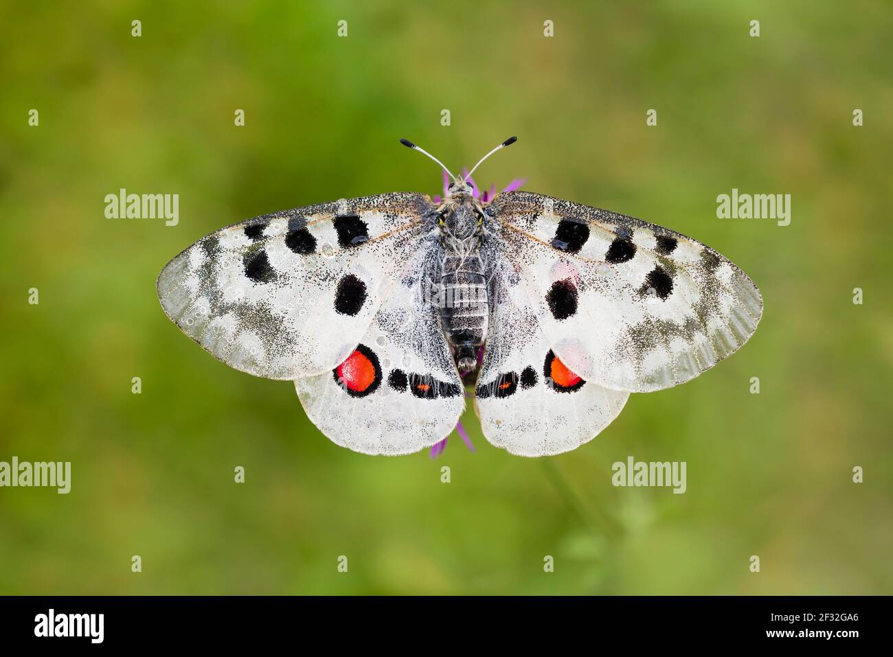 Red Apollo butterfly female, Eichstaett, Bavaria (Parnassius apollo ...