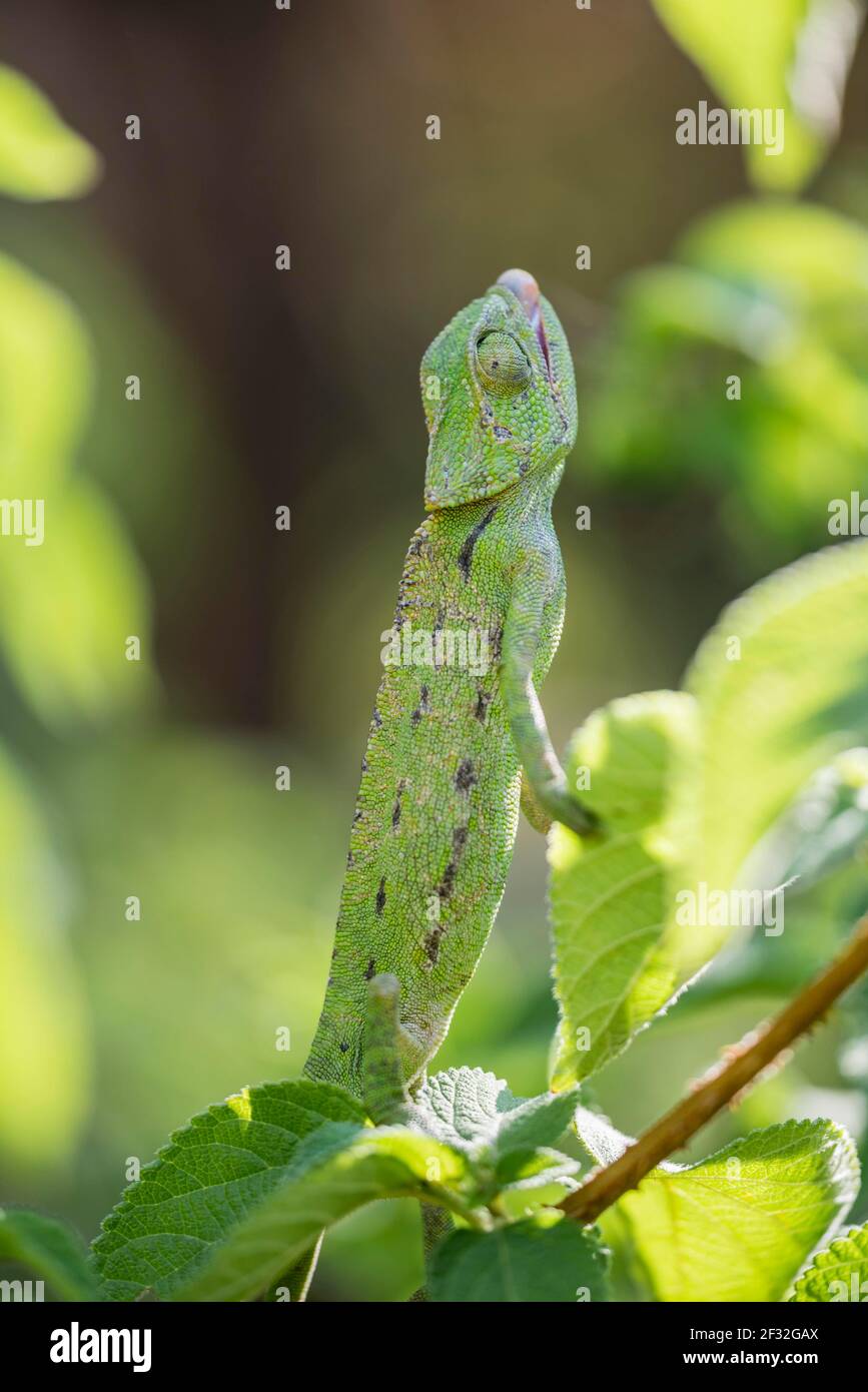 Mediterranean chameleon (Chamaeleo chamaeleon), Cadiz, Andalusia, Spain ...