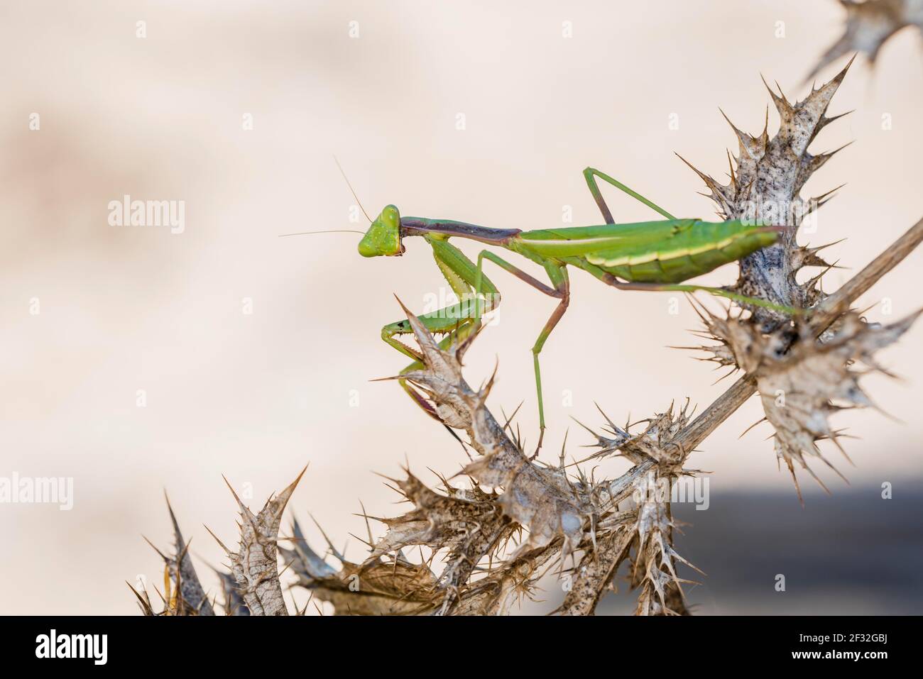 Mediterranean praying mantis (Iris oratoria oratoria), Sancti Petri ...