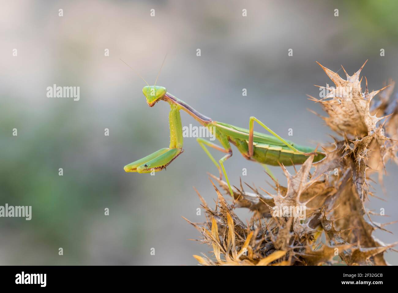 Mediterranean praying mantis (Iris oratoria oratoria), Sancti Petri ...