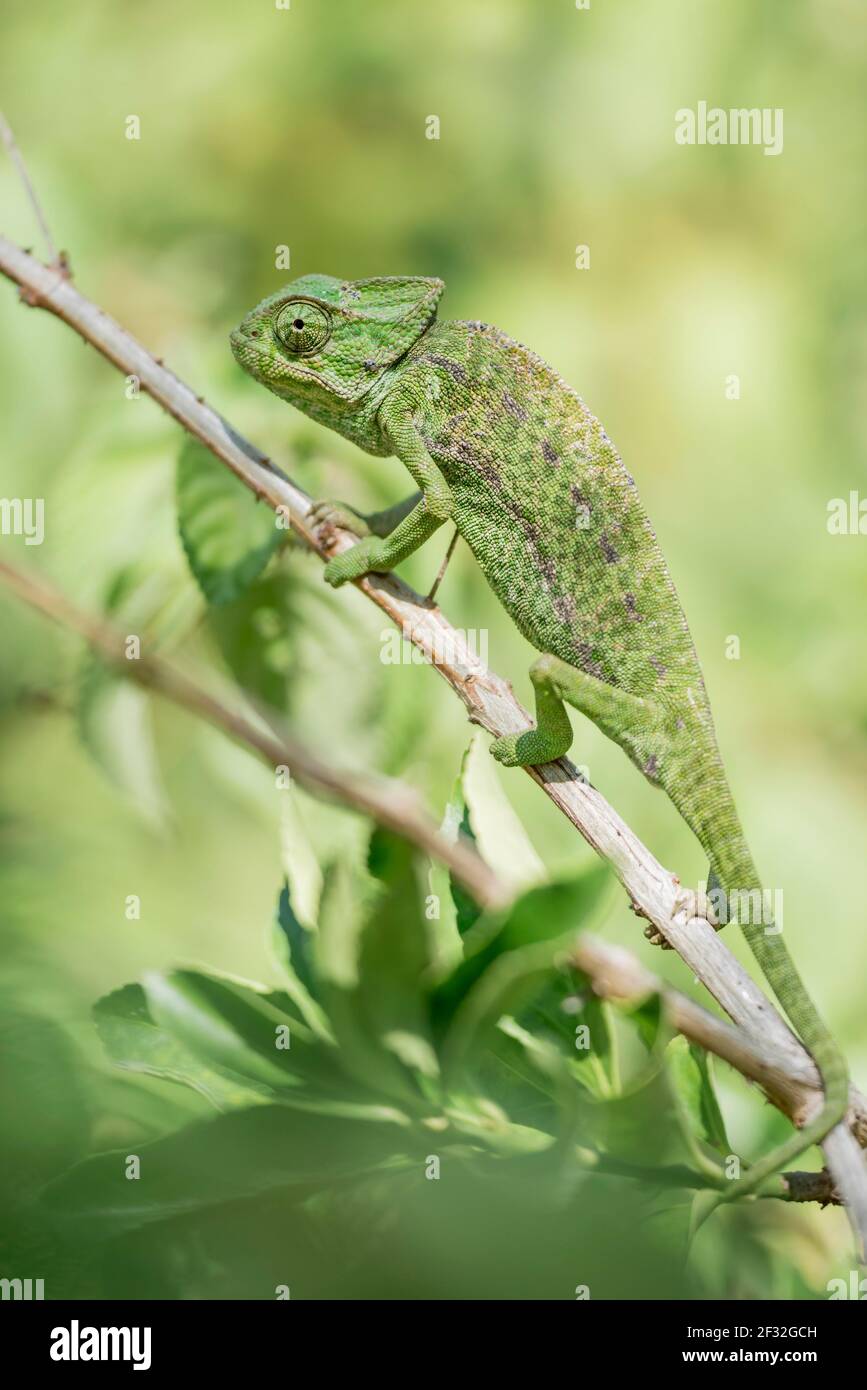 Mediterranean chameleon (Chamaeleo chamaeleon), Cadiz, Andalusia, Spain ...