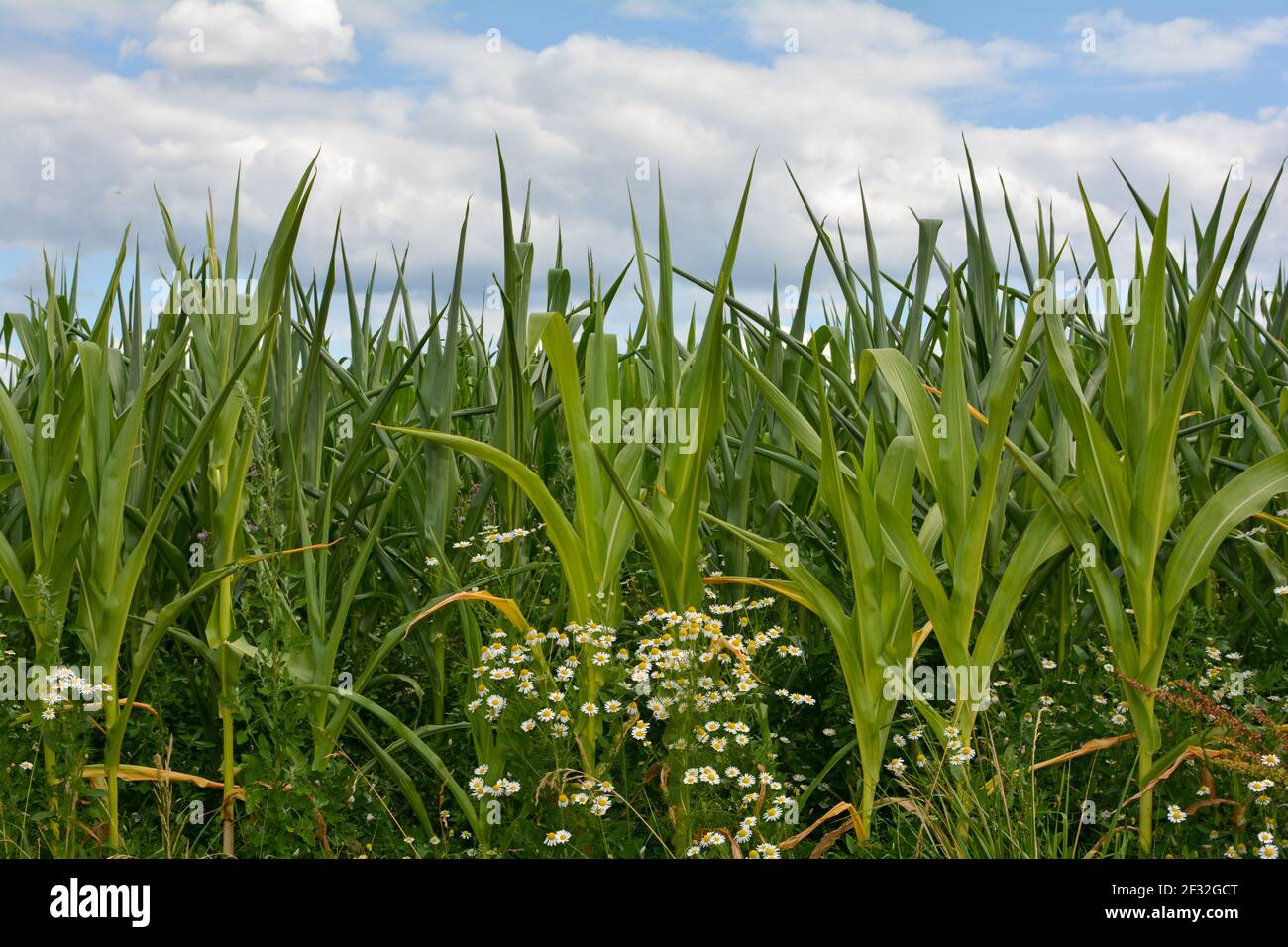 A green corn field with wild chamomile flowers Stock Photo - Alamy