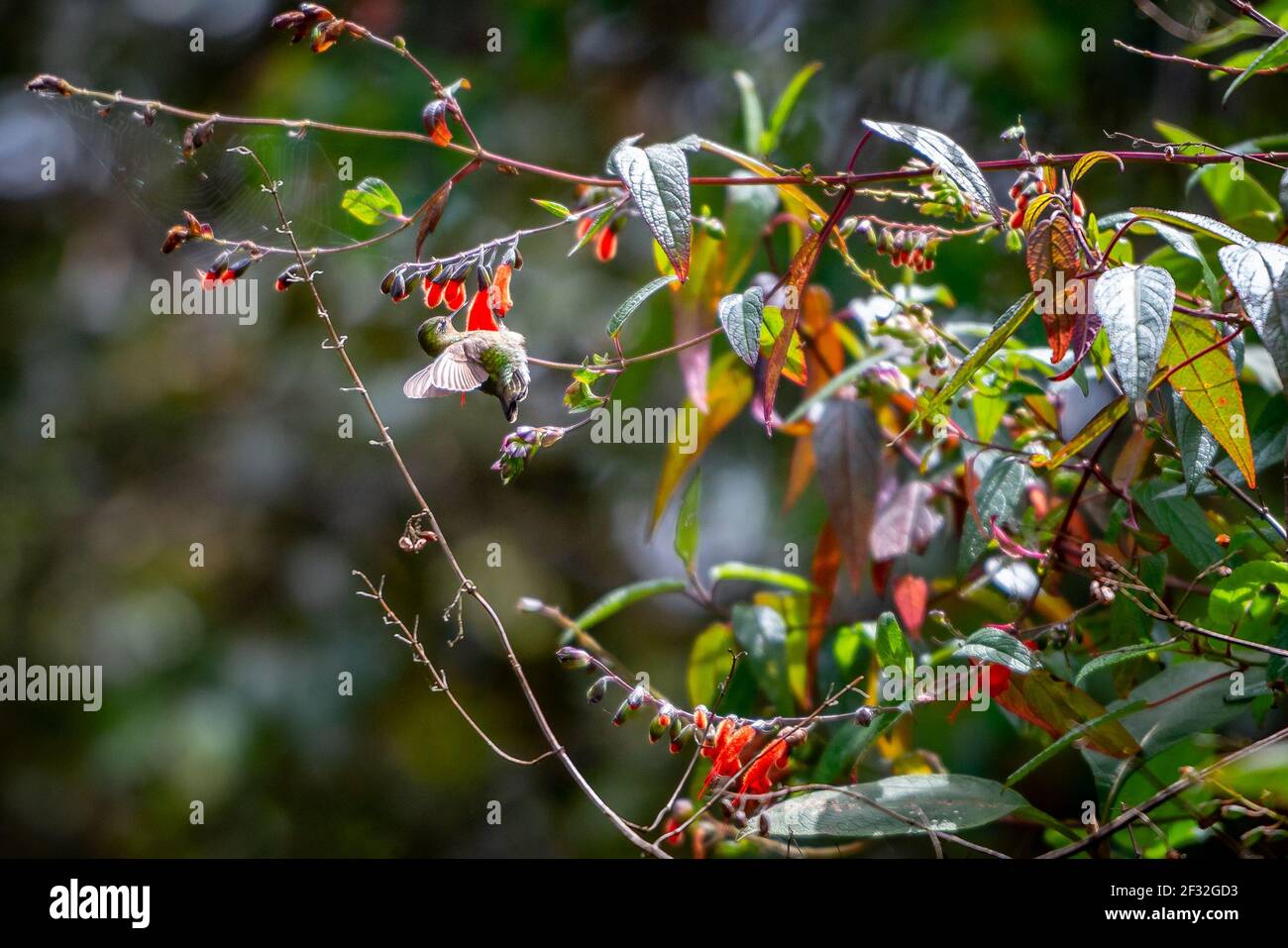 A little hummingbird (colibri) drinks nectar from the red flower in ...