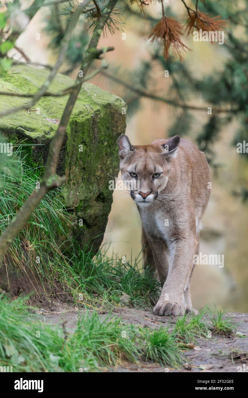 Cougar (Cougar concolor Stock Photo - Alamy