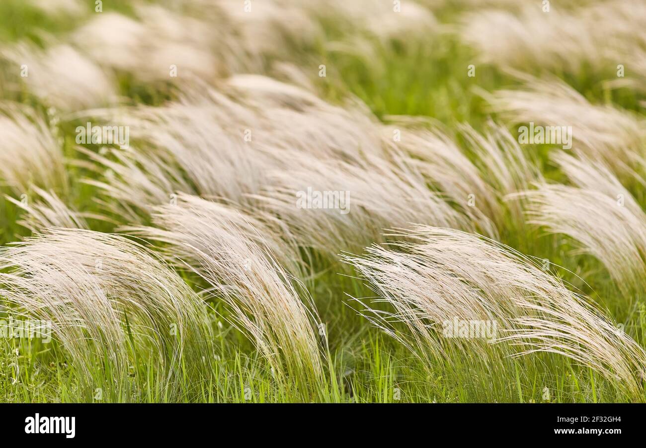 Nasella tenuissima hi-res stock photography and images - Alamy