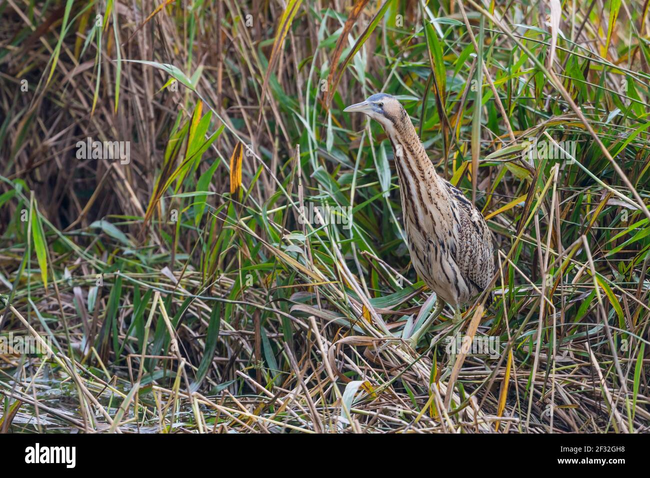 Eurasian bittern (Botaurus stellaris), Wolfsburg, Lower Saxony, Germany ...
