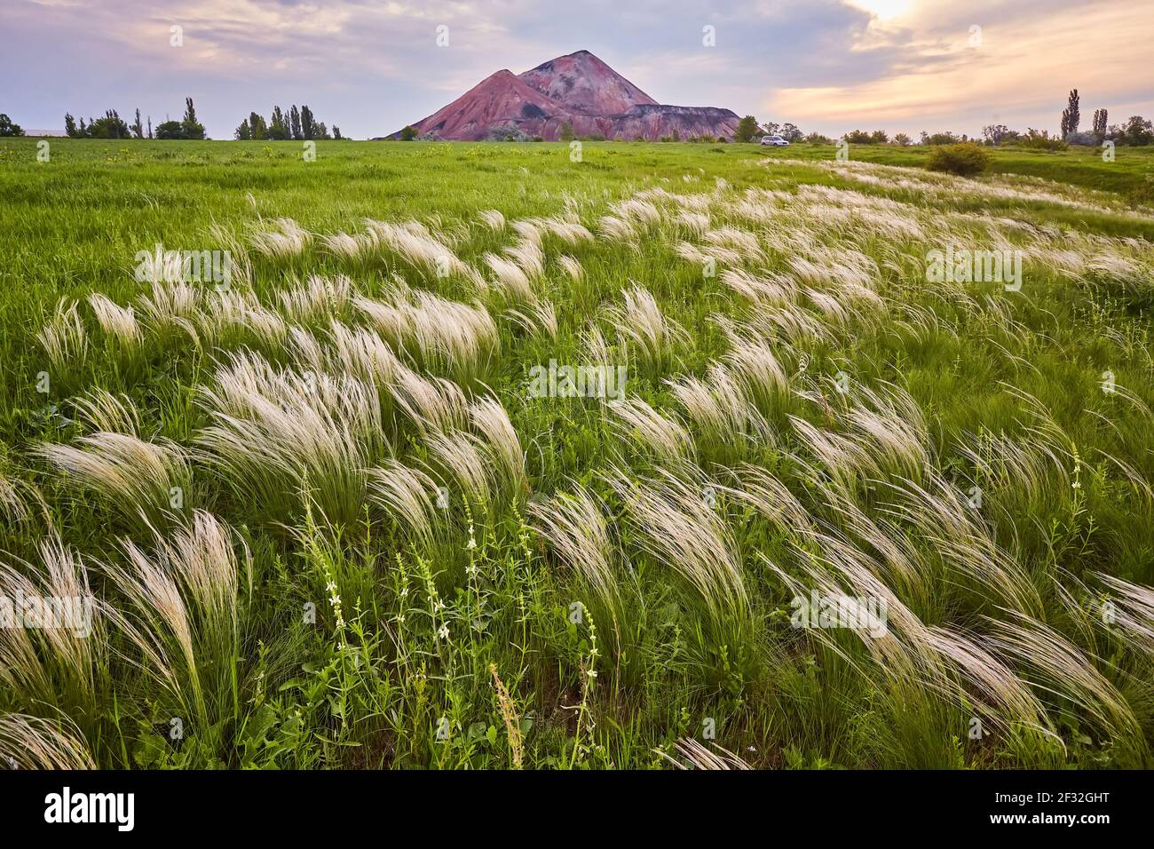 Nasella tenuissima hi-res stock photography and images - Alamy