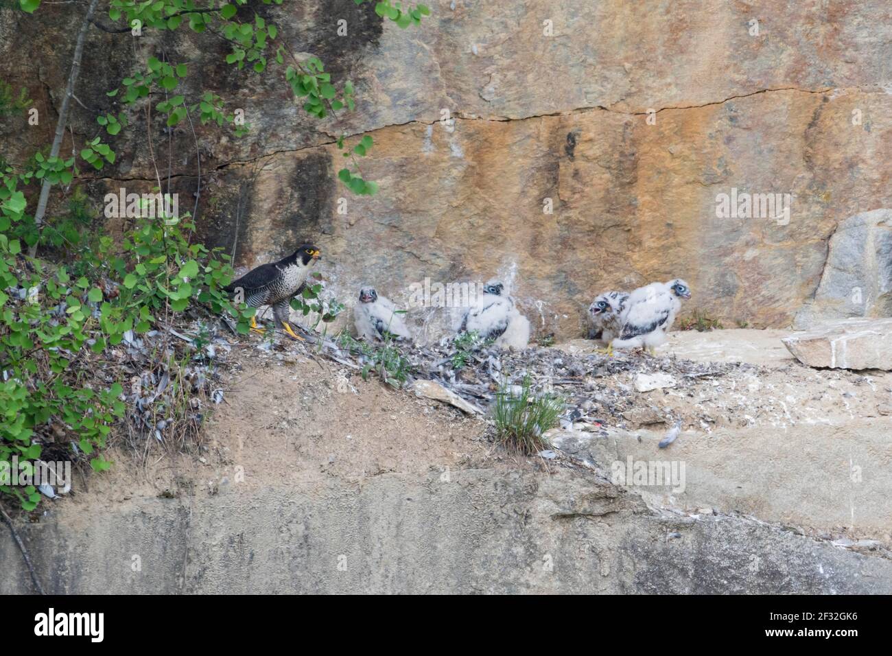 Peregrine falcon Falcon (Falco peregrinus) at the nest, Lower Bavaria ...