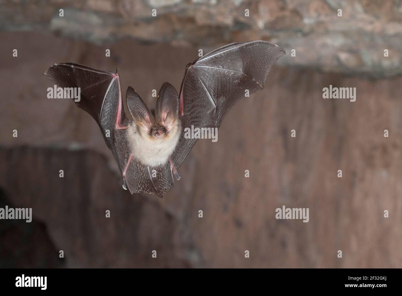 Brown long eared bat in flight hi-res stock photography and images - Alamy