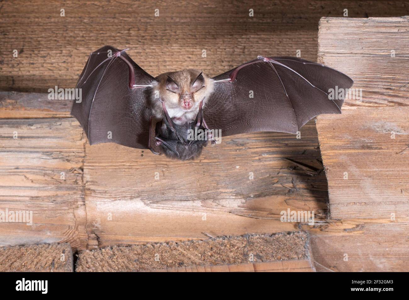 Belly flap hi-res stock photography and images - Alamy