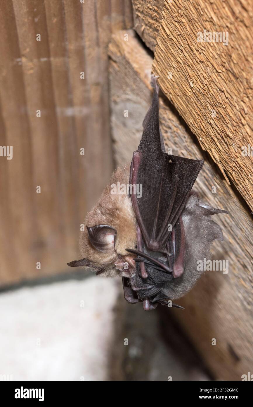 Hanging belly hi-res stock photography and images - Alamy