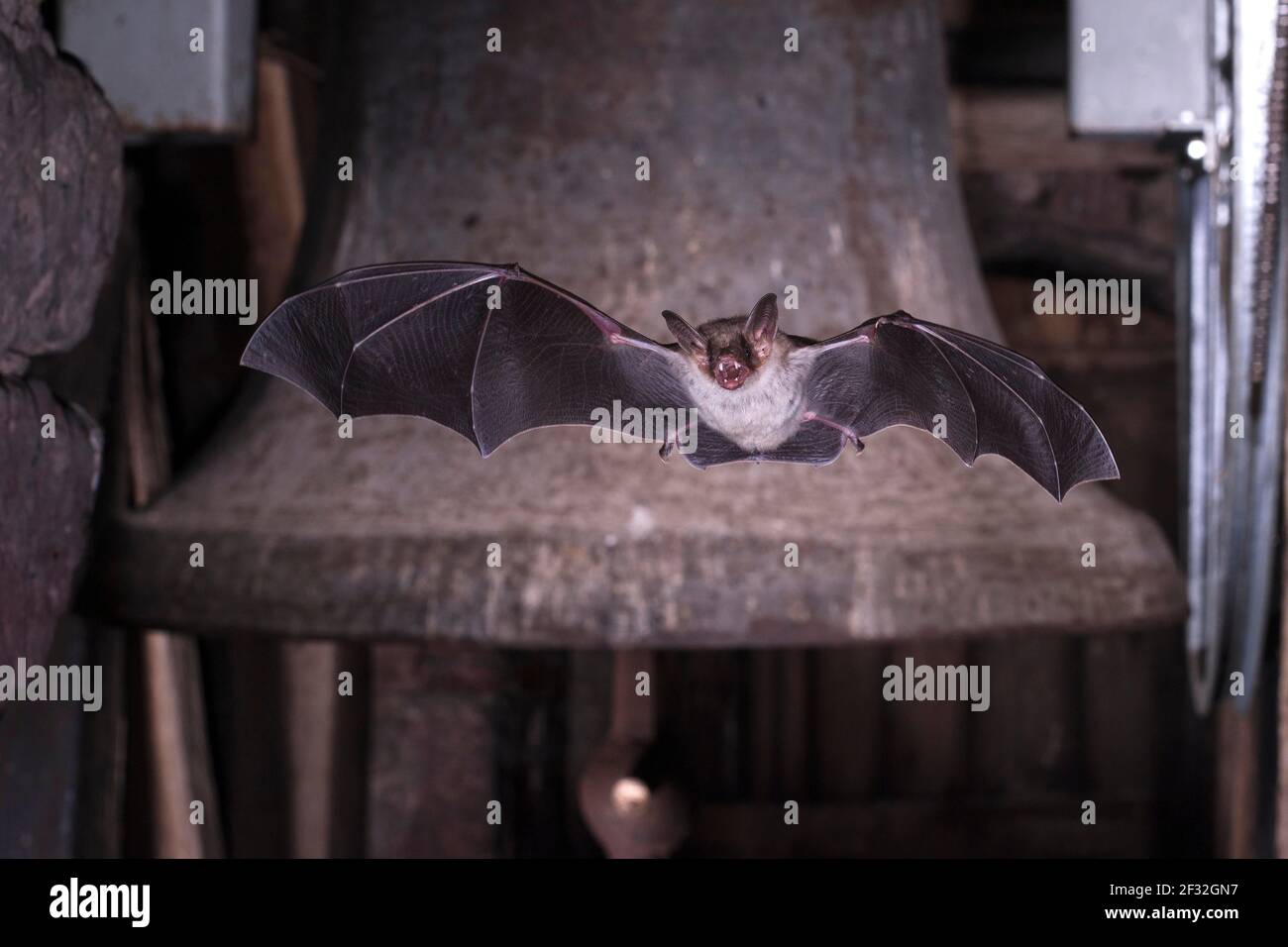 Greater mouse-eared bat (Myotis myotis) flying in front of church bell ...