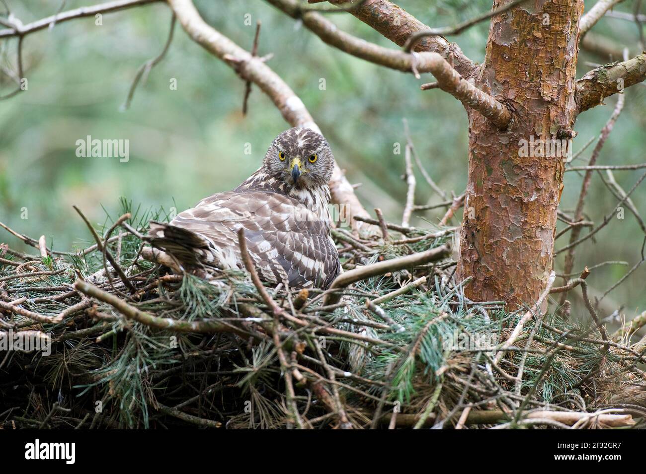 Northern goshawk (Accipiter gentilis), juvenile, female goshawk at ...