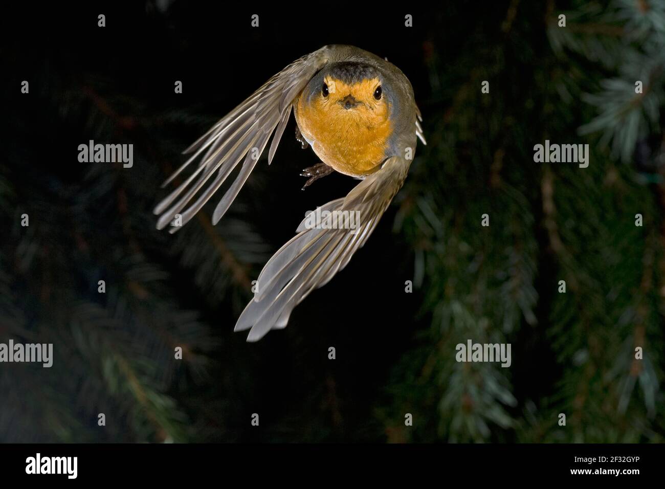 Robin in flight hi-res stock photography and images - Alamy