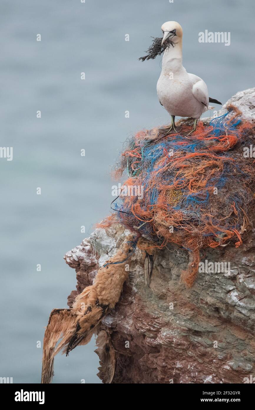Dead gannet (Morus bassanus) in discarded fishing nets Helgoland ...