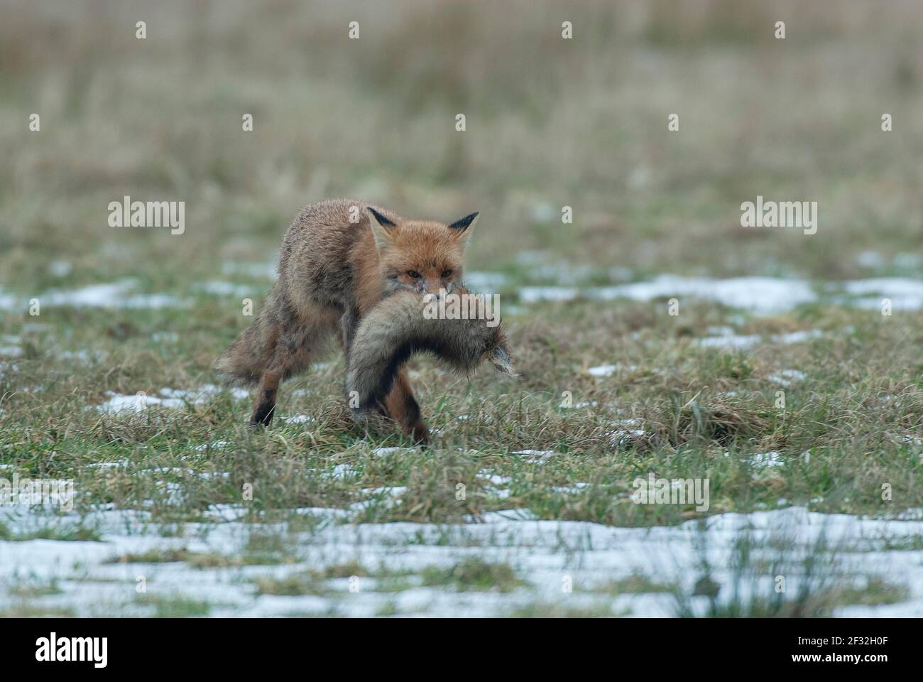 Fox (Vulpes Vulpes), at the Luderplatz, the fox shows a strange ...
