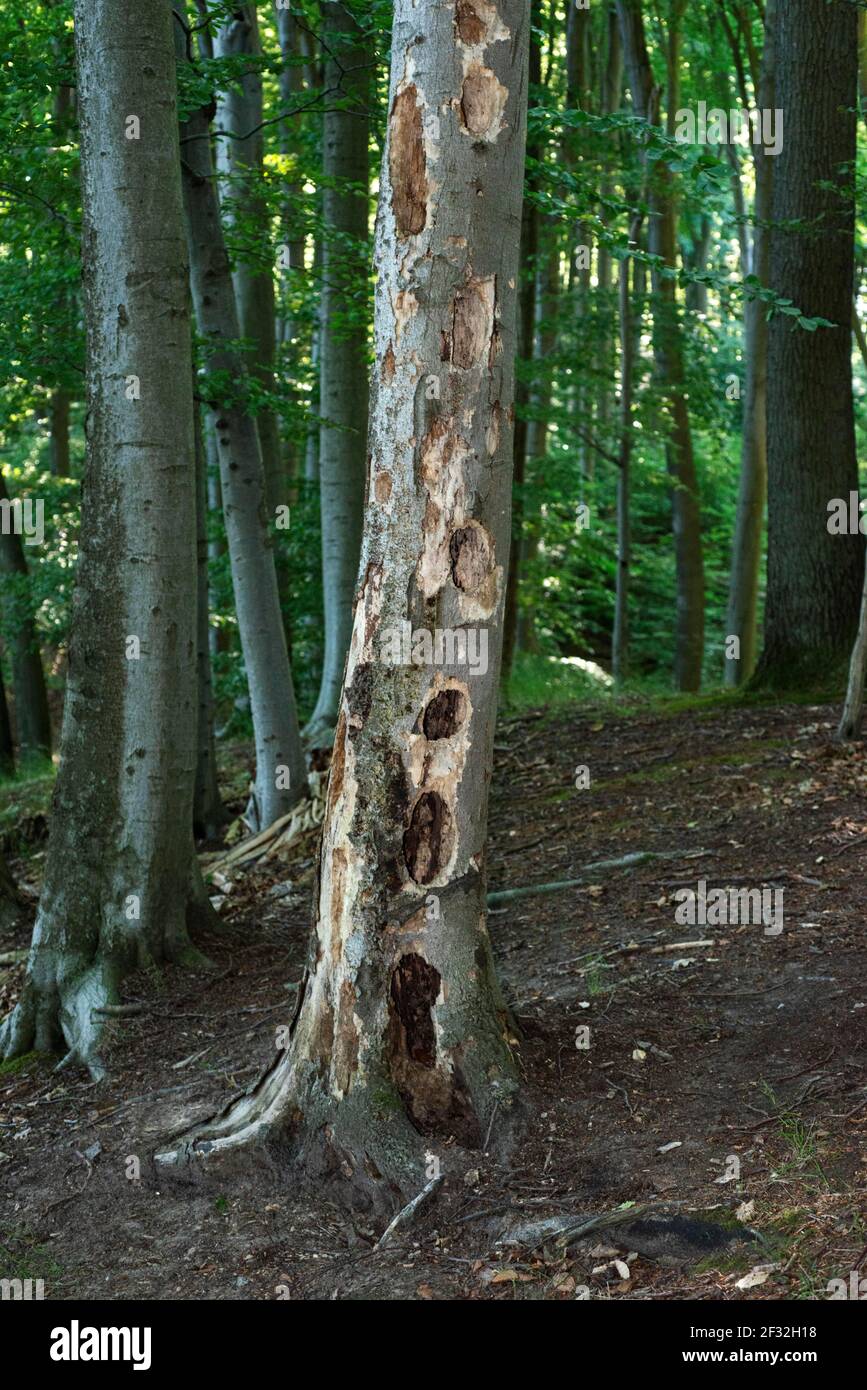 Dead tree trunk, open holes are from the black woodpecker looking for ...