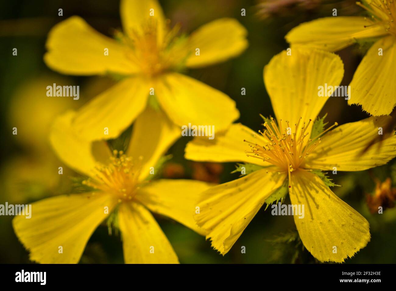 Flower of odisha hi-res stock photography and images - Alamy