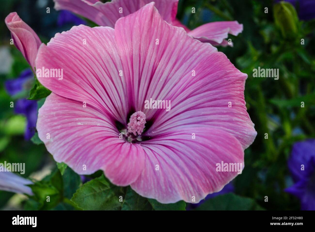 Lavatera annual plant hi-res stock photography and images - Alamy