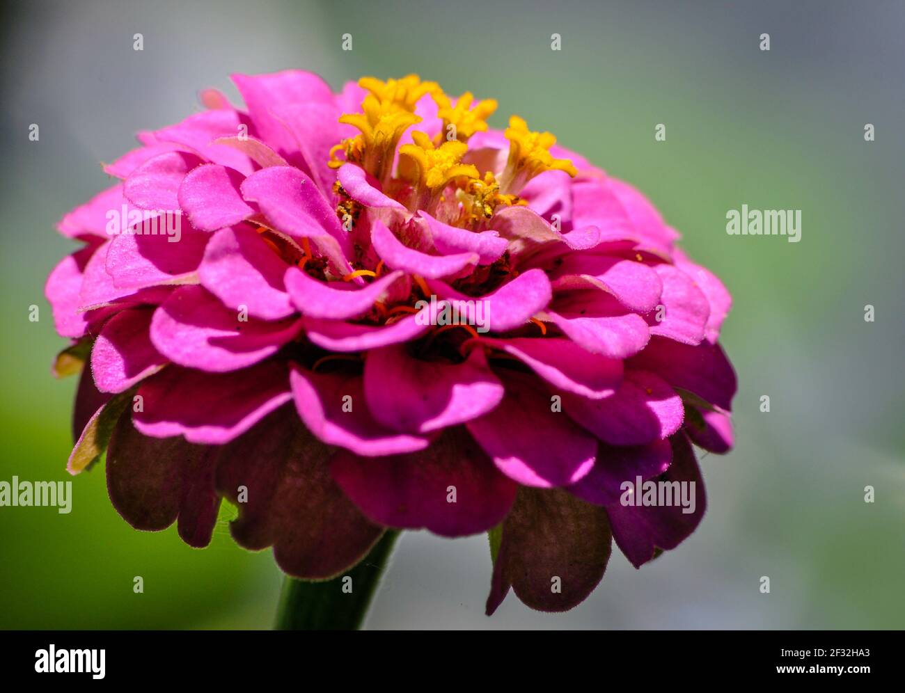 Zinia hi-res stock photography and images - Alamy
