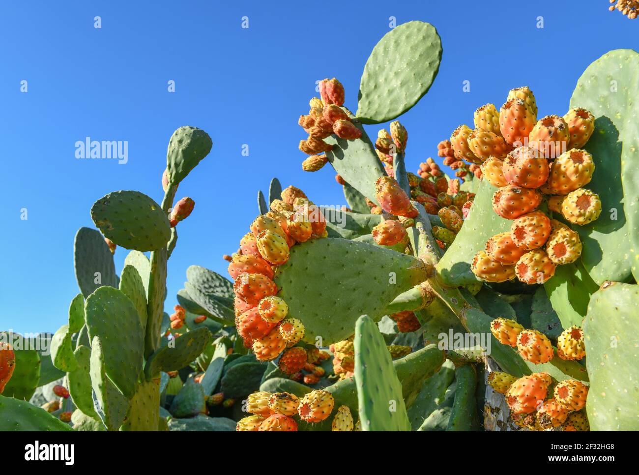 Cyprus fruit hi-res stock photography and images - Alamy