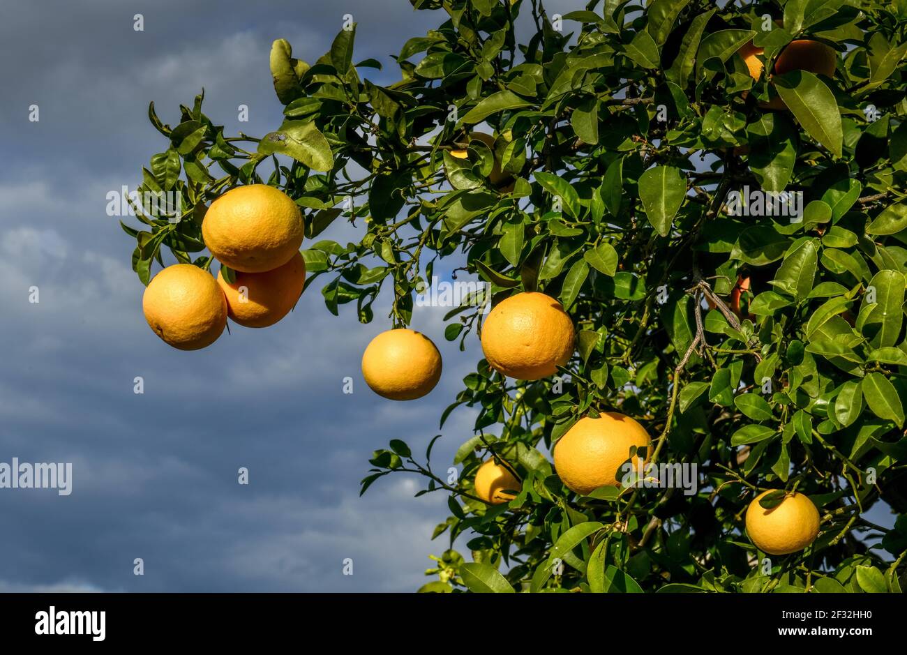 Orange cultivation, Cyprus Stock Photo - Alamy