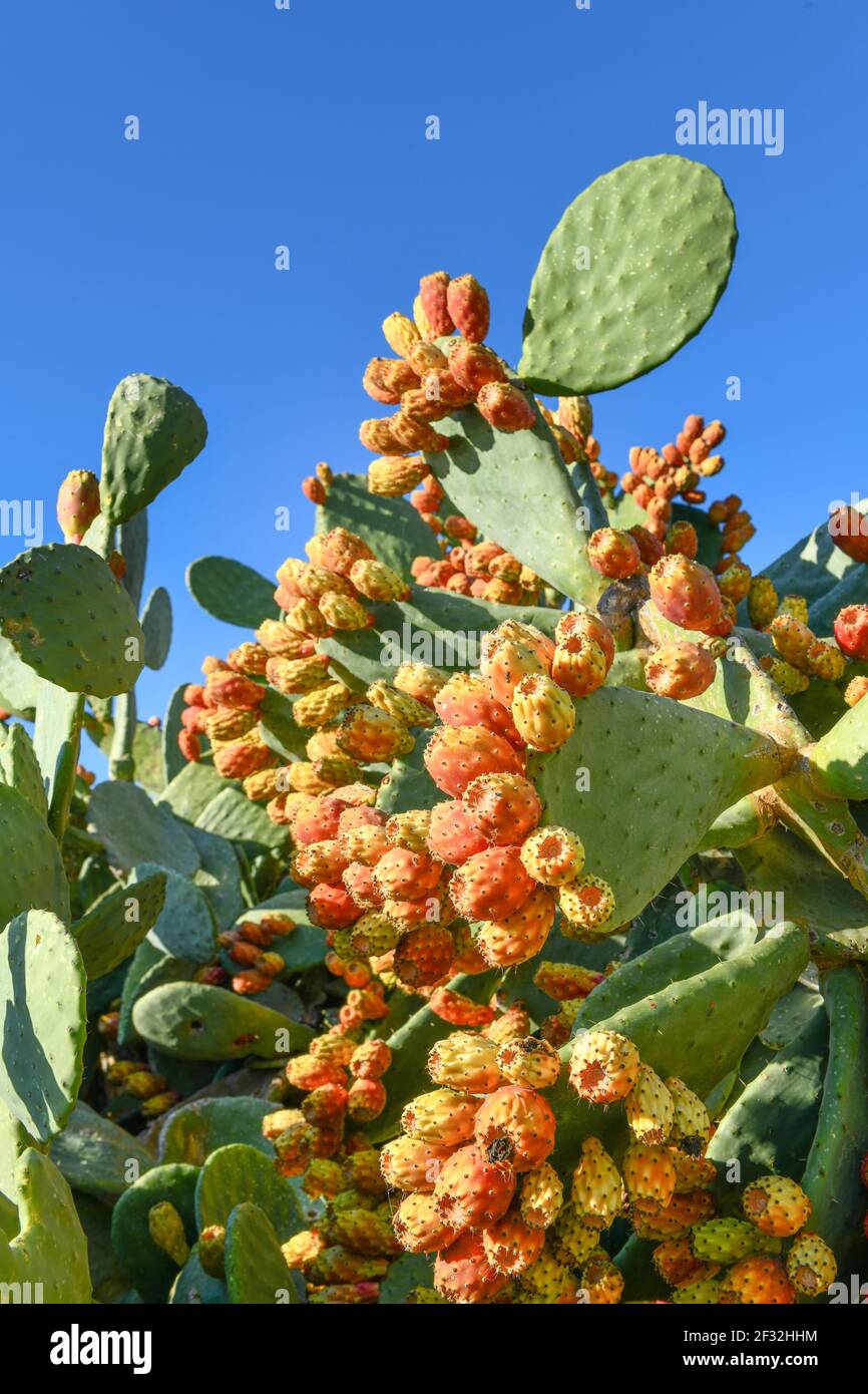 Prickly pears, Cyprus Stock Photo - Alamy