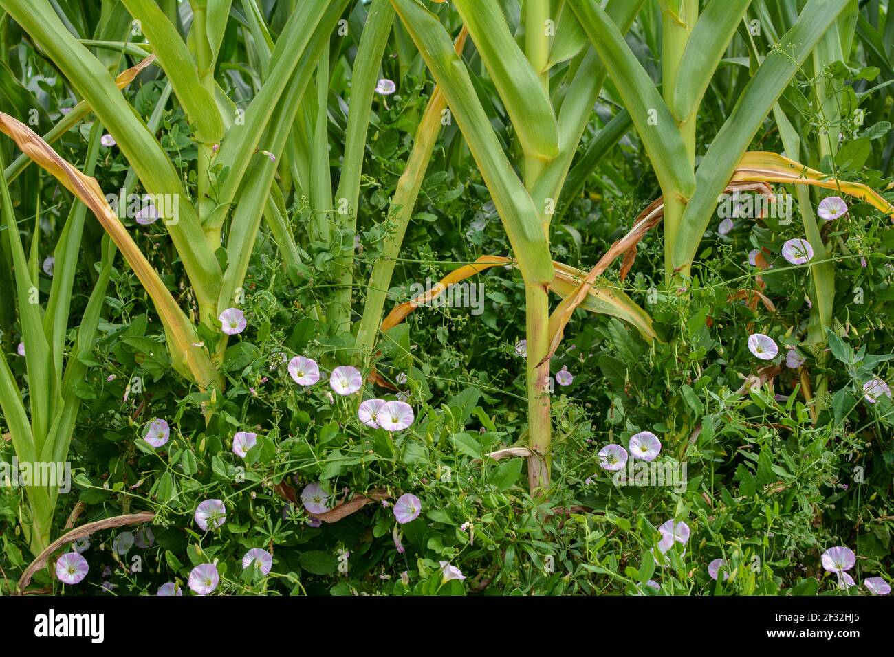 Close up of a green corn field with bindweed weeds Stock Photo - Alamy