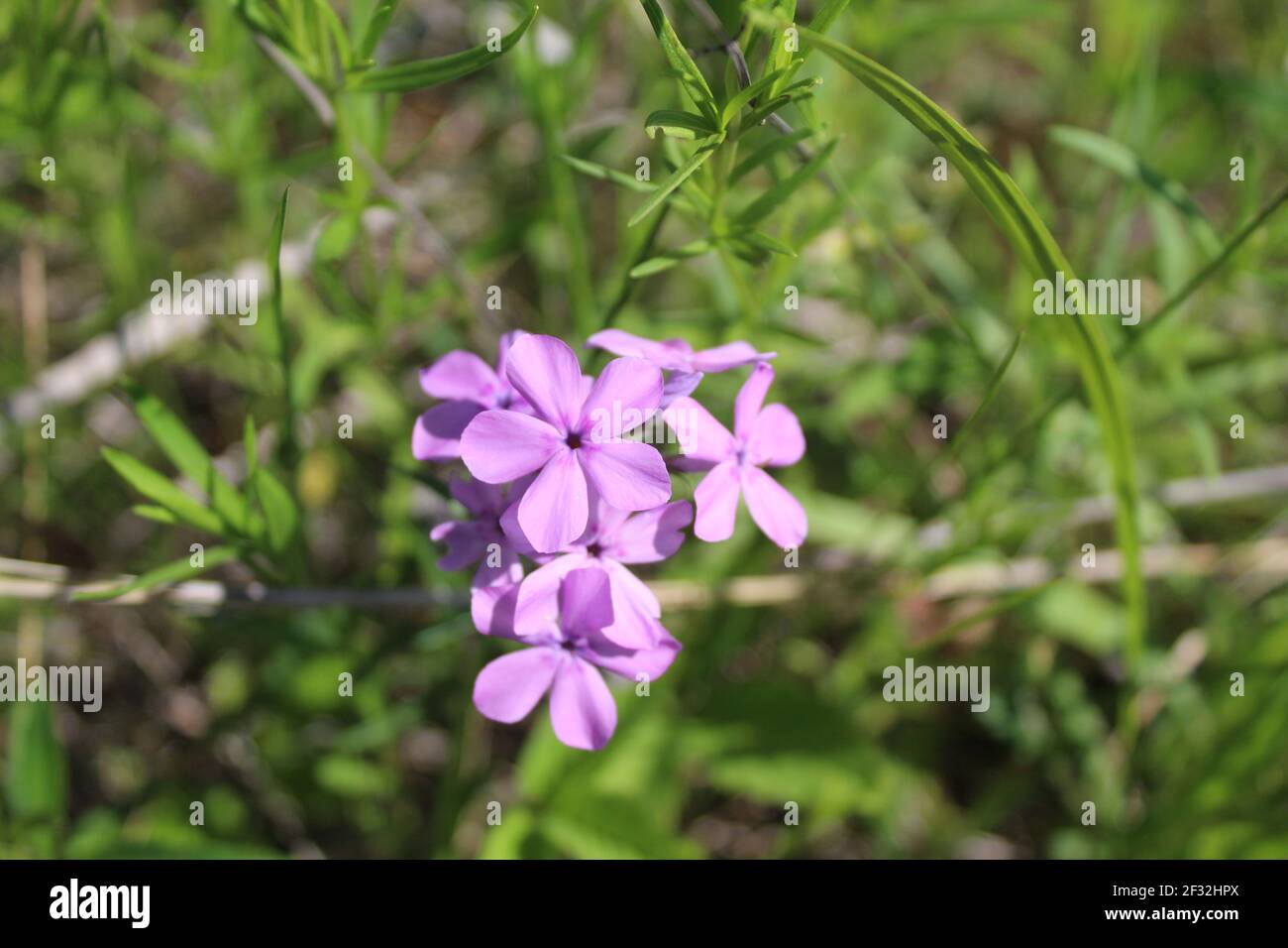 Illinois prairie wildflowers hi-res stock photography and images - Alamy