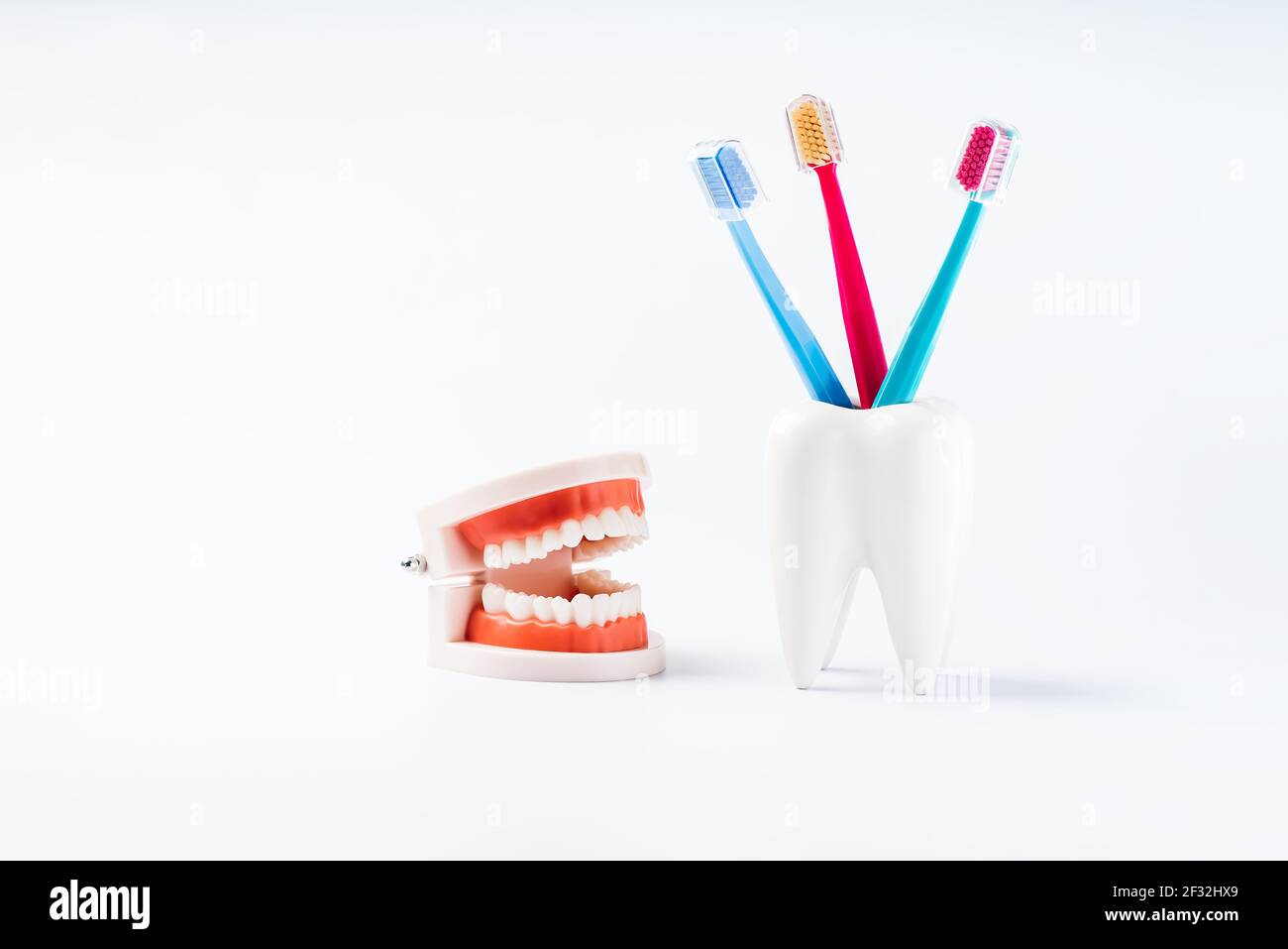 Dental care.White teeth model and tooth brush.Teeth model with a brush ...