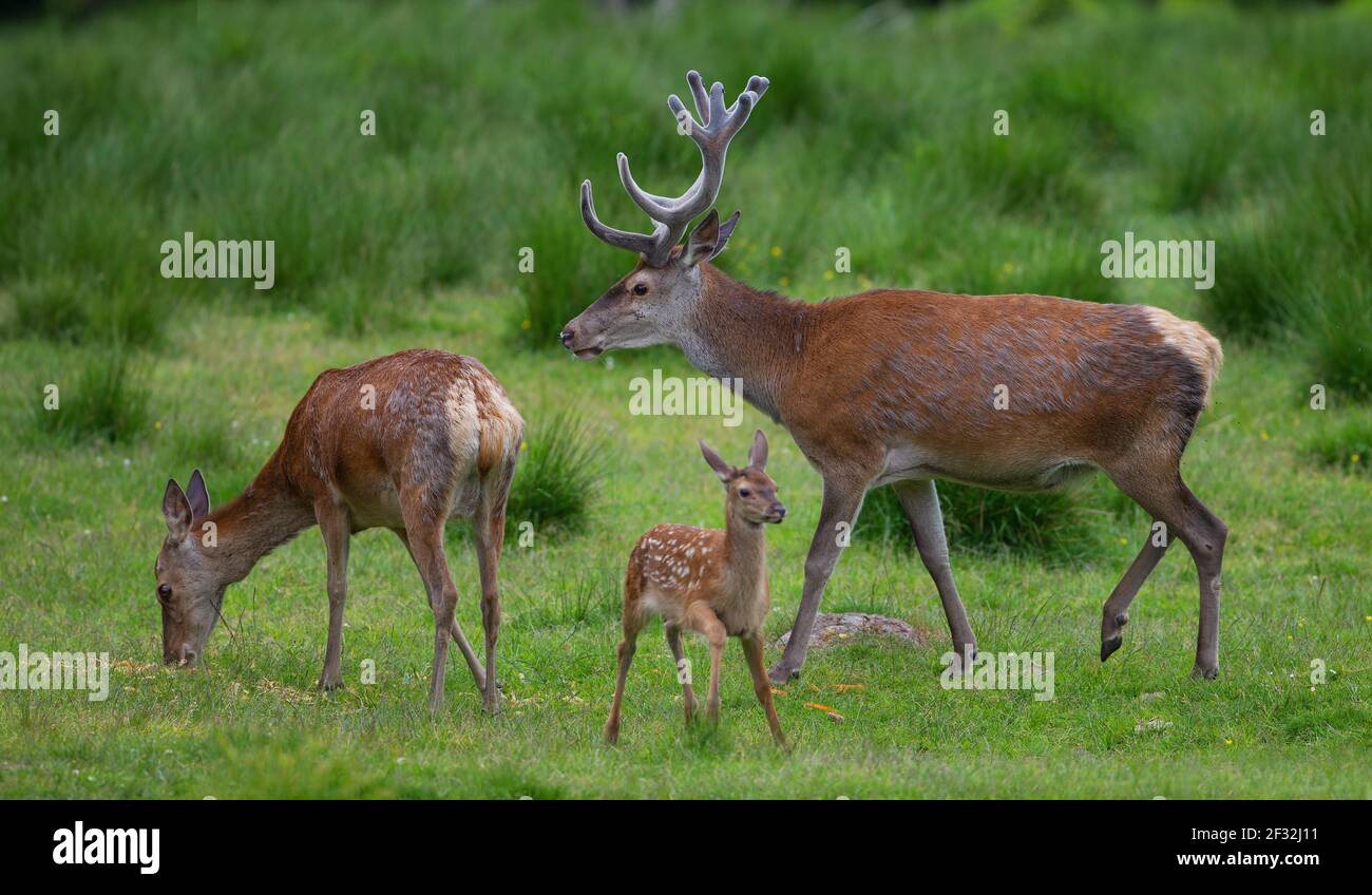 Red deer (Cervus elaphus), doe, red deer with unswept antlers and a ...