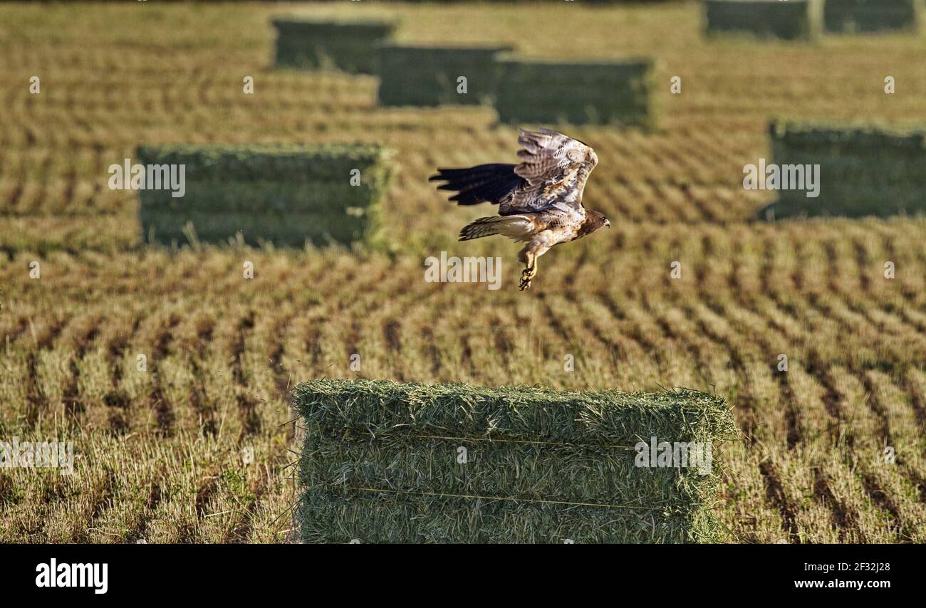 Raptor flies over green hay bales and agricultural fields of Santa Cruz ...