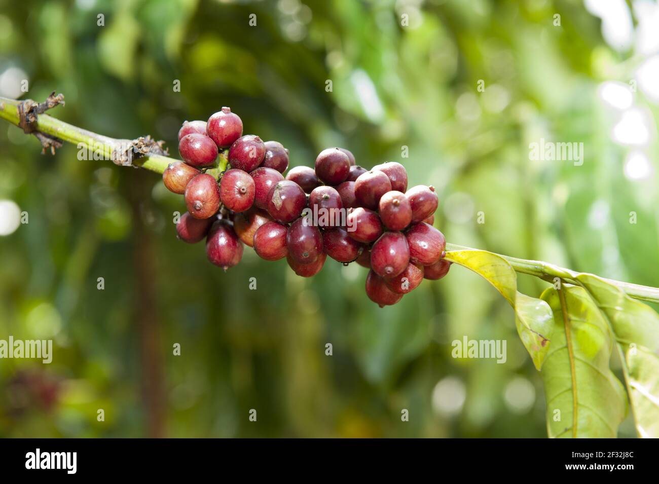Coffee tree coffea sp hi-res stock photography and images - Alamy