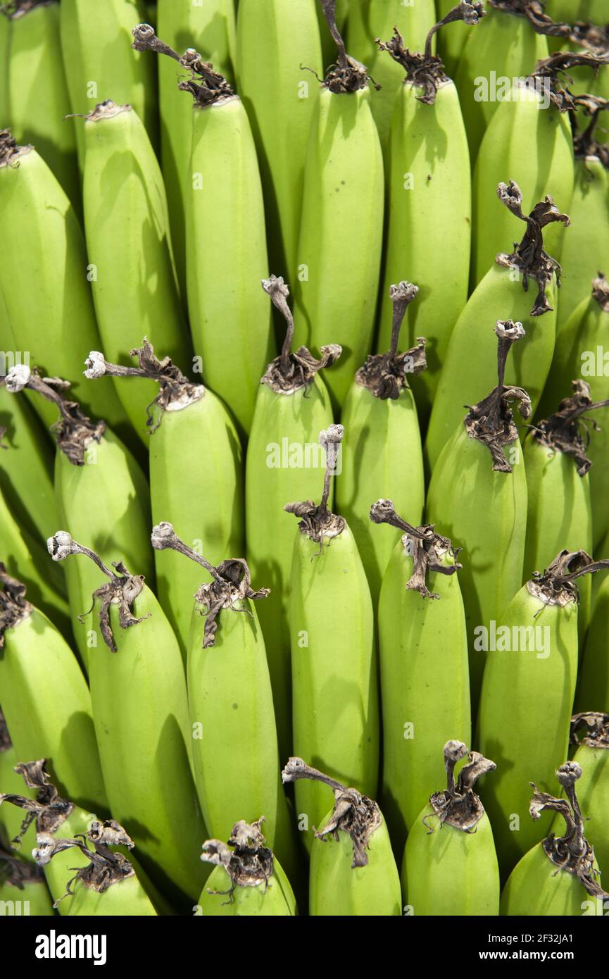 Banana (Musa sp.) crop, close-up of ripening fruit, Uganda Stock Photo ...