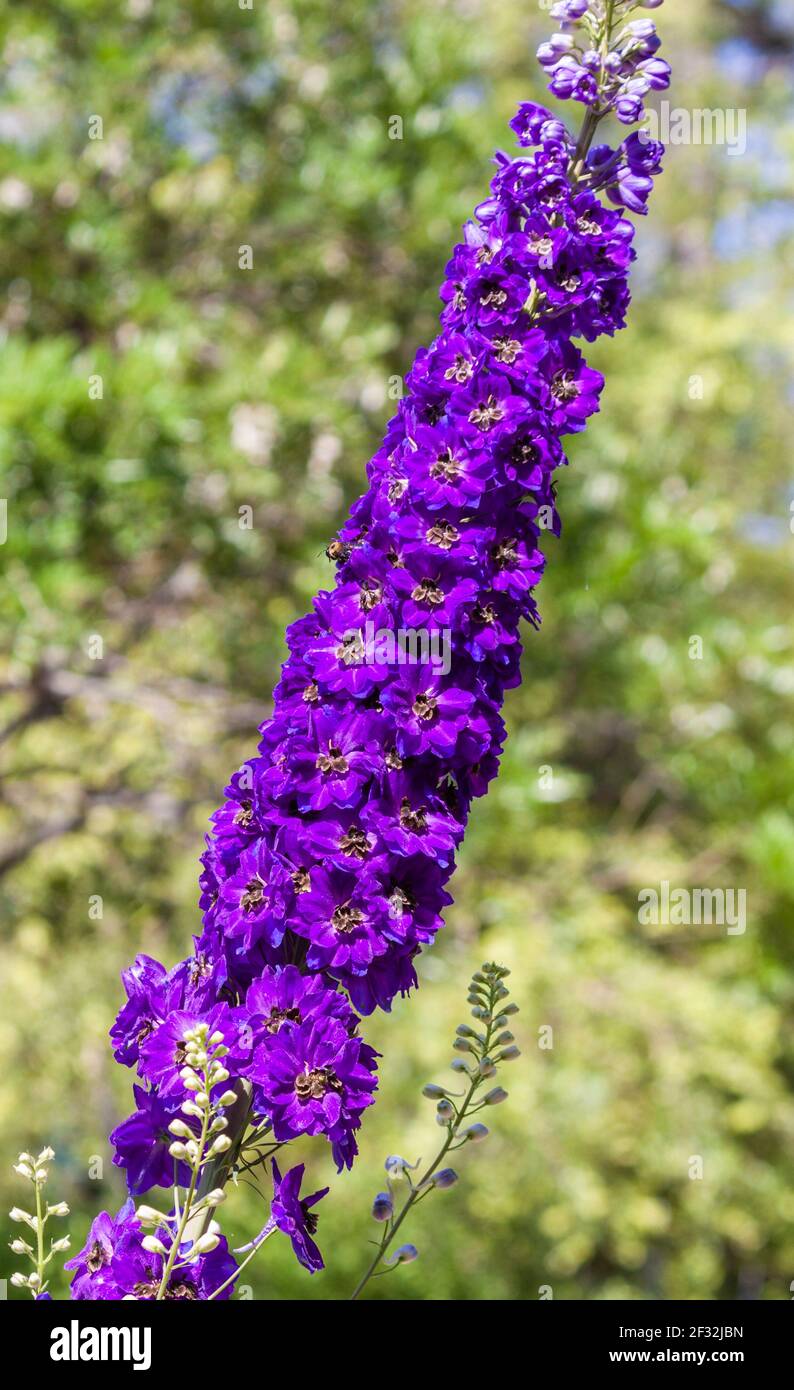 Delphinium at Mercer Arboretum and Botanical Gardens in Spring, Texas ...