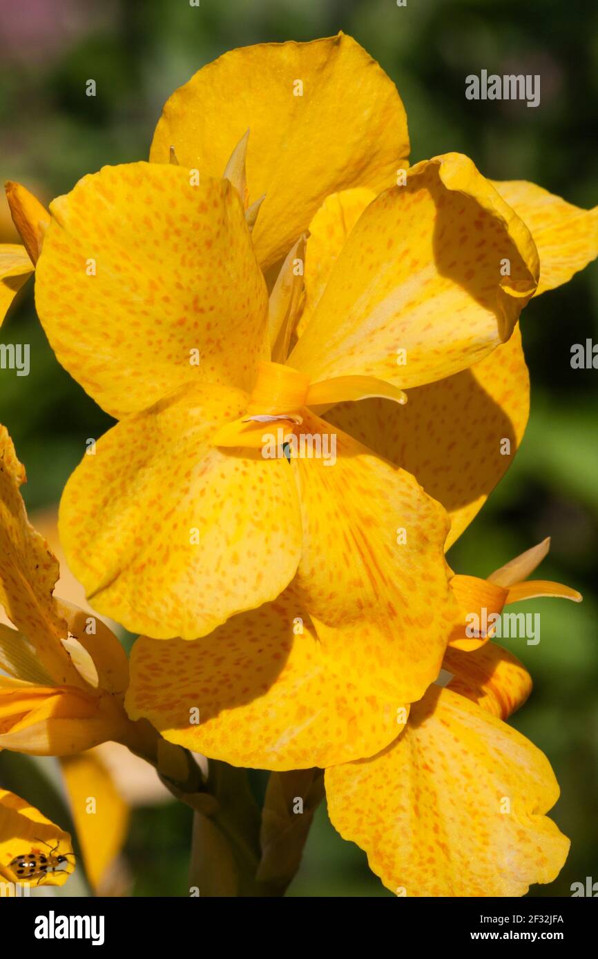 Garden Canna, Canna x generalis, at Mercer Arboretum and Botanical ...