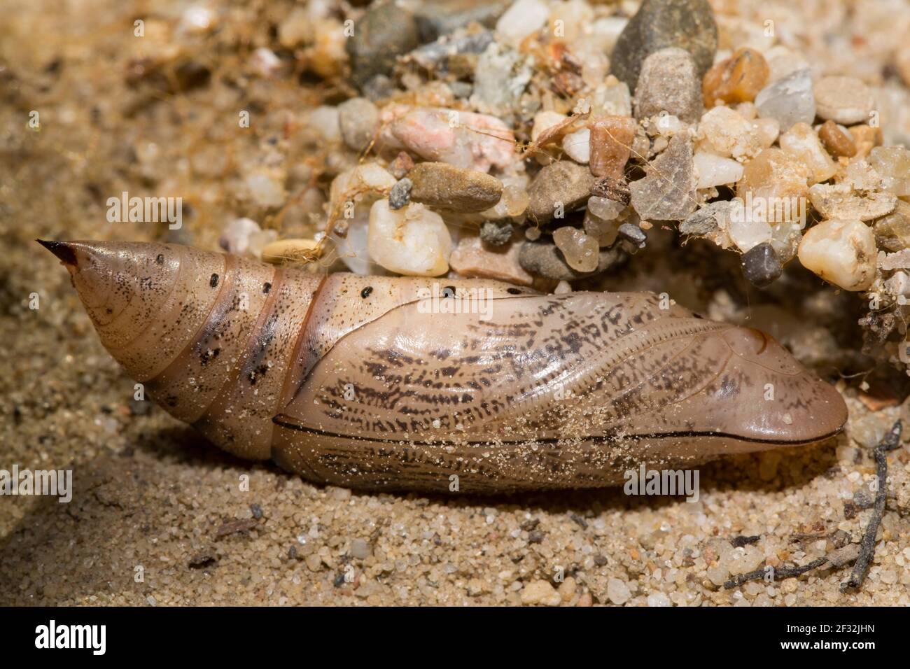 Pupa case hi-res stock photography and images - Alamy