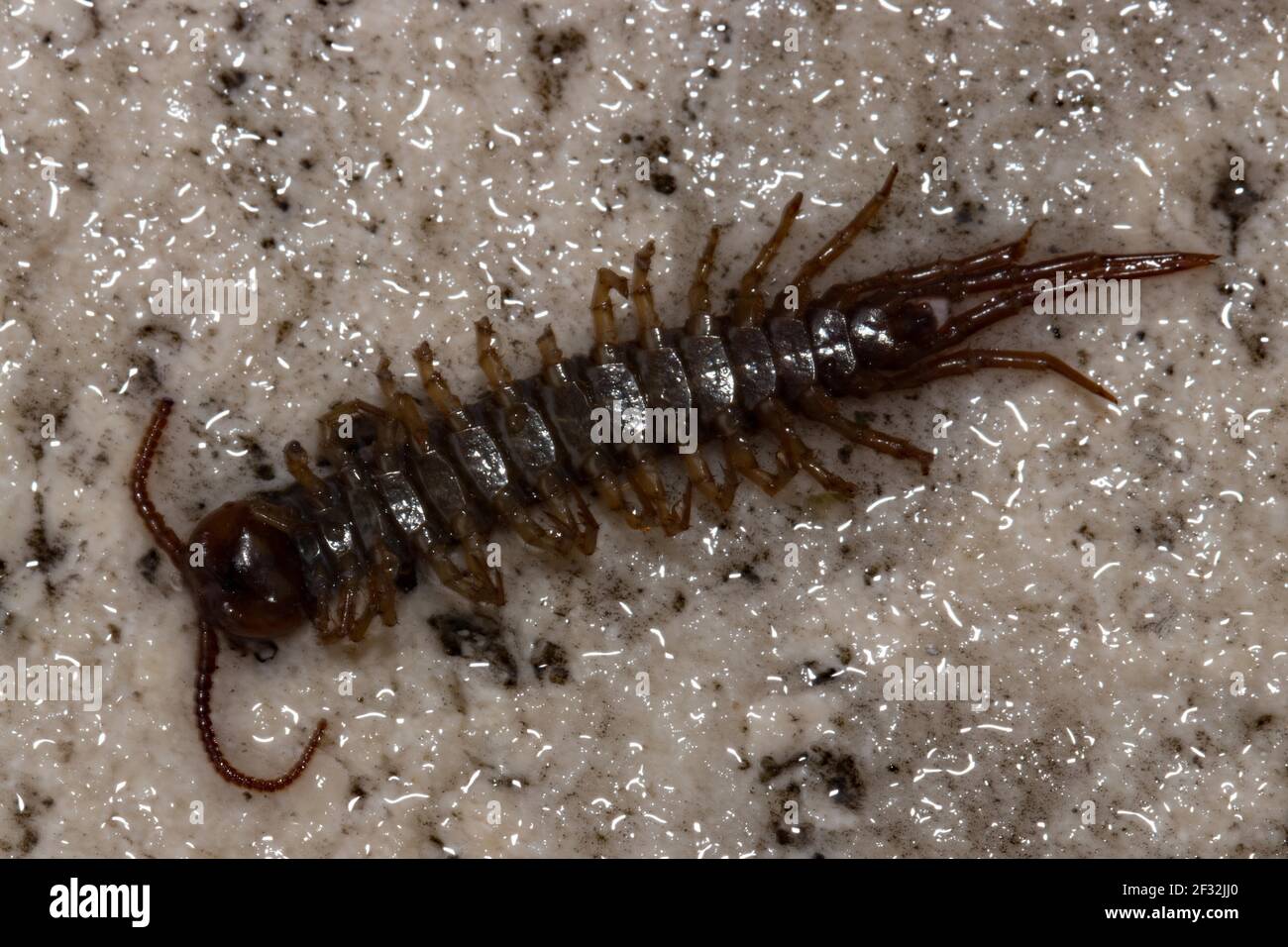 Lithobius hi-res stock photography and images - Alamy