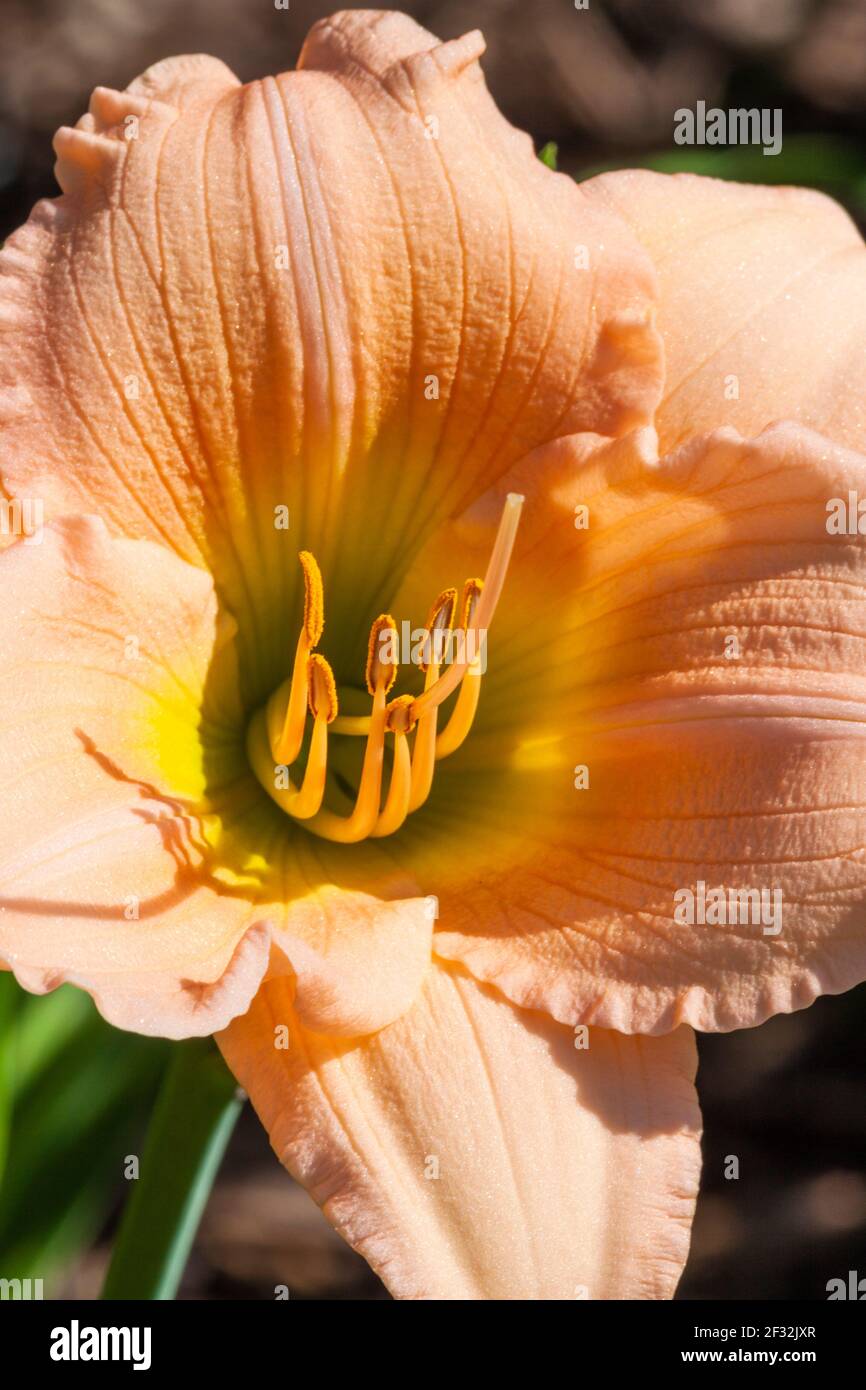 Daylily, Hemerocallis 'Pink Pasha', at Mercer Arboretum and Botanical ...
