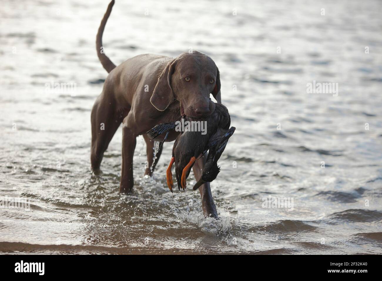 Weimaraner dog breed hi-res stock photography and images - Alamy