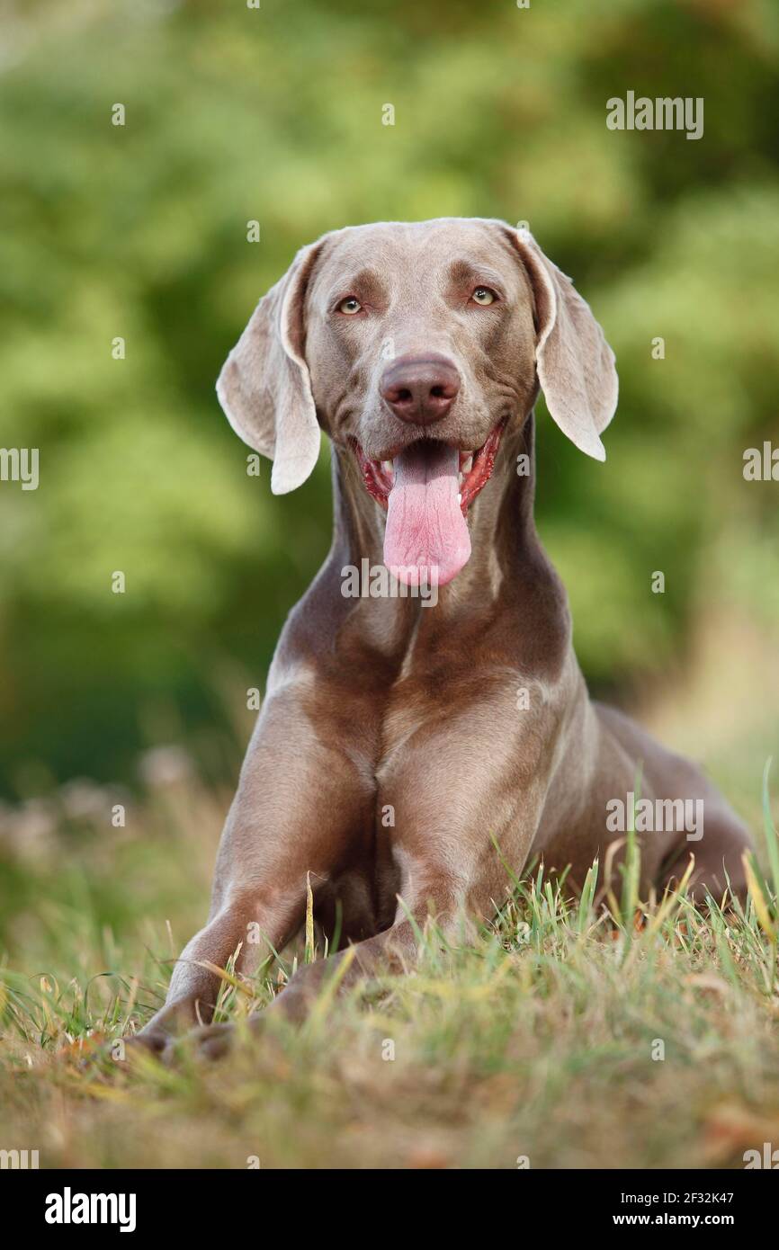 Male weimaraner hi-res stock photography and images - Alamy