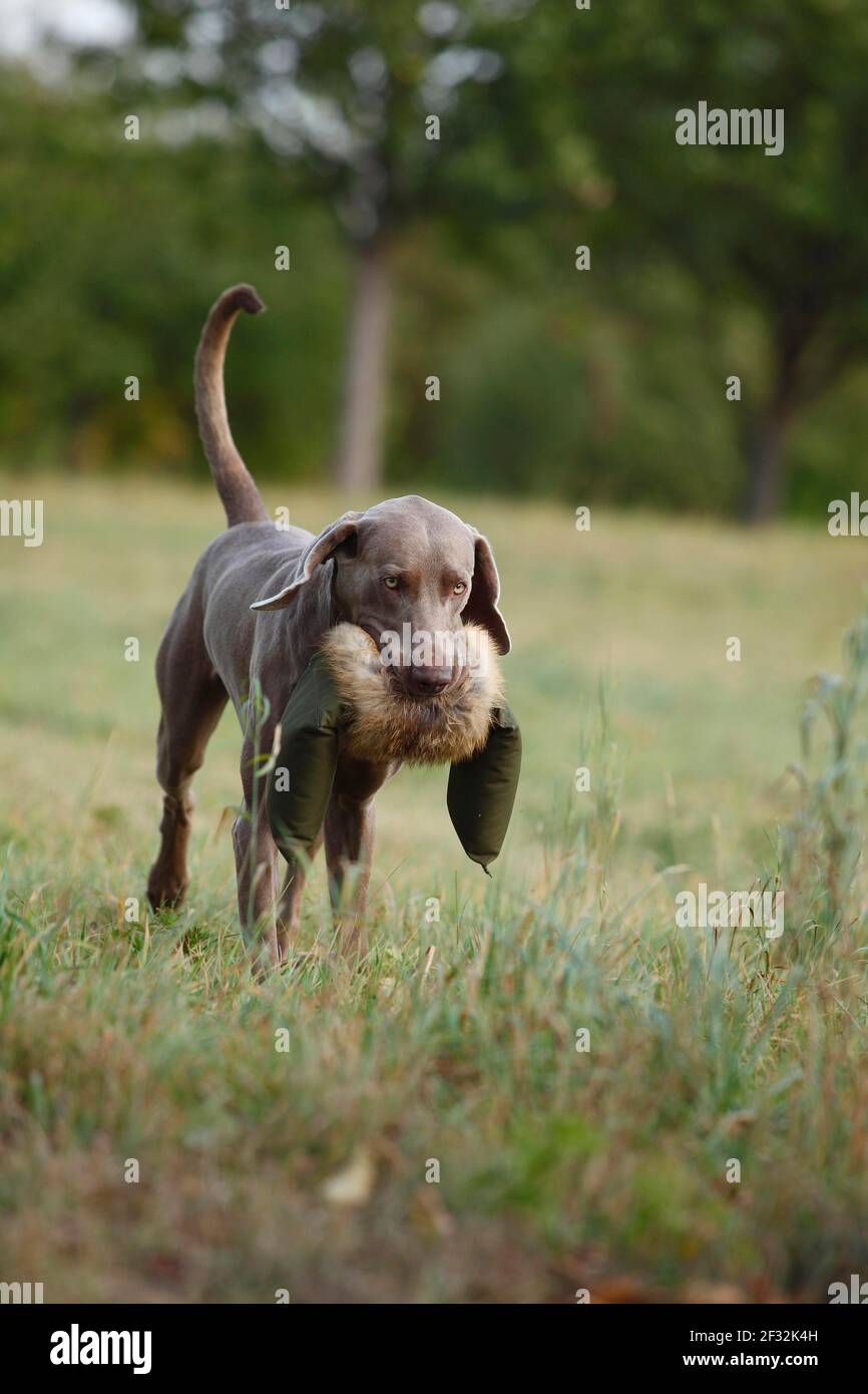 Animal dummy hi-res stock photography and images - Alamy