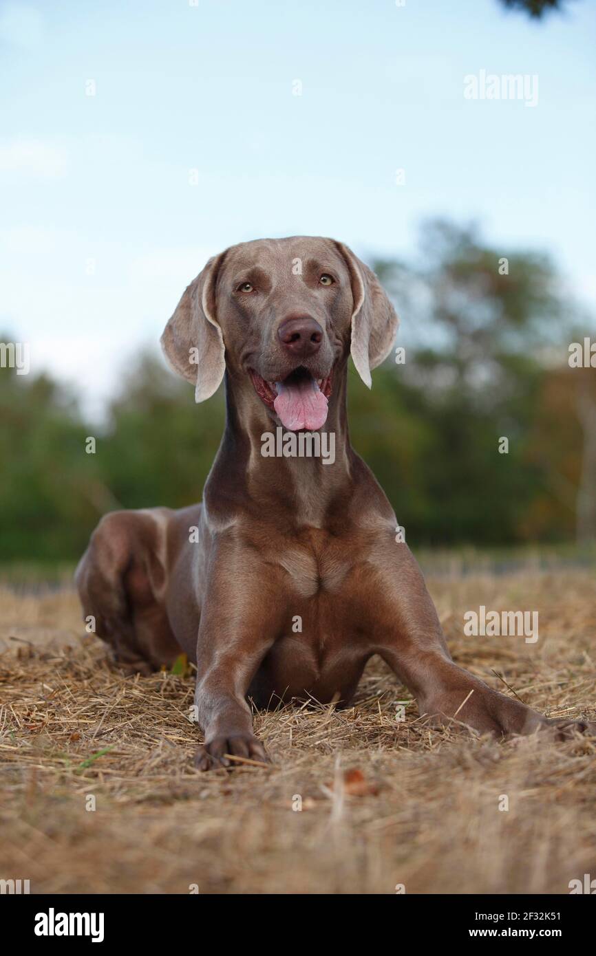 Weimaraner adult hi-res stock photography and images - Alamy