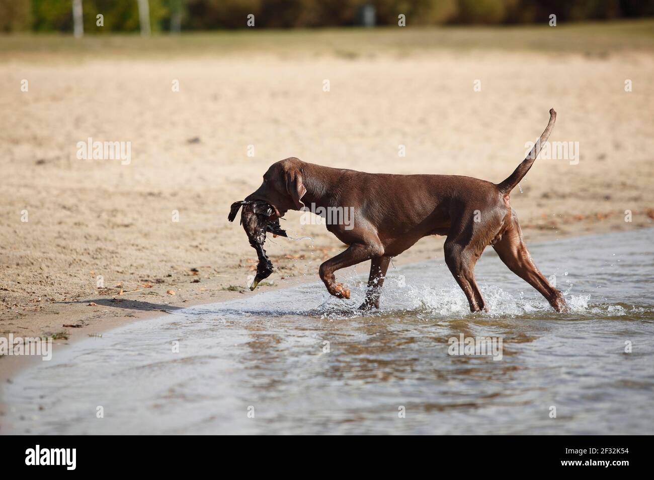Weimaraner dog breed hi-res stock photography and images - Alamy