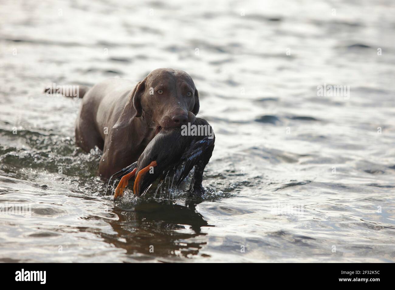 Weimaraner, male dog, retrieved duck Stock Photo - Alamy