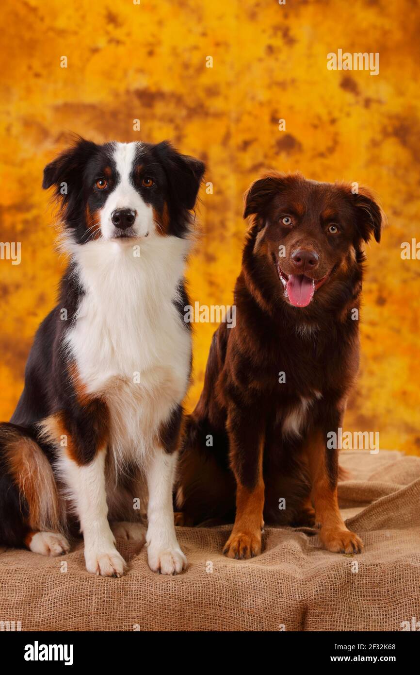 Australian Shepherds, two dogs, red and black-tri Stock Photo - Alamy