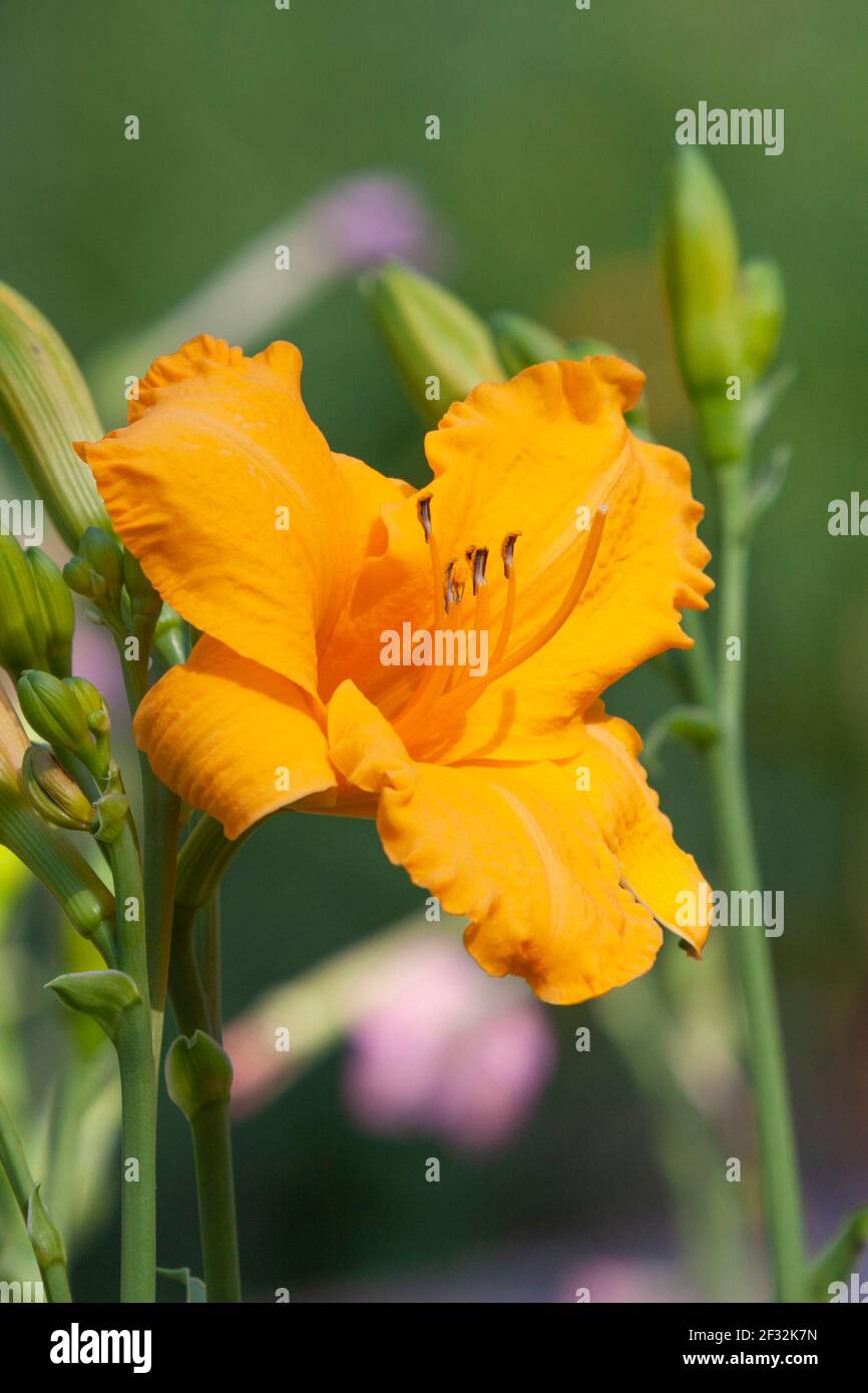 Daylily at Mercer Arboretum and Botanical Gardens in Spring, Texas ...