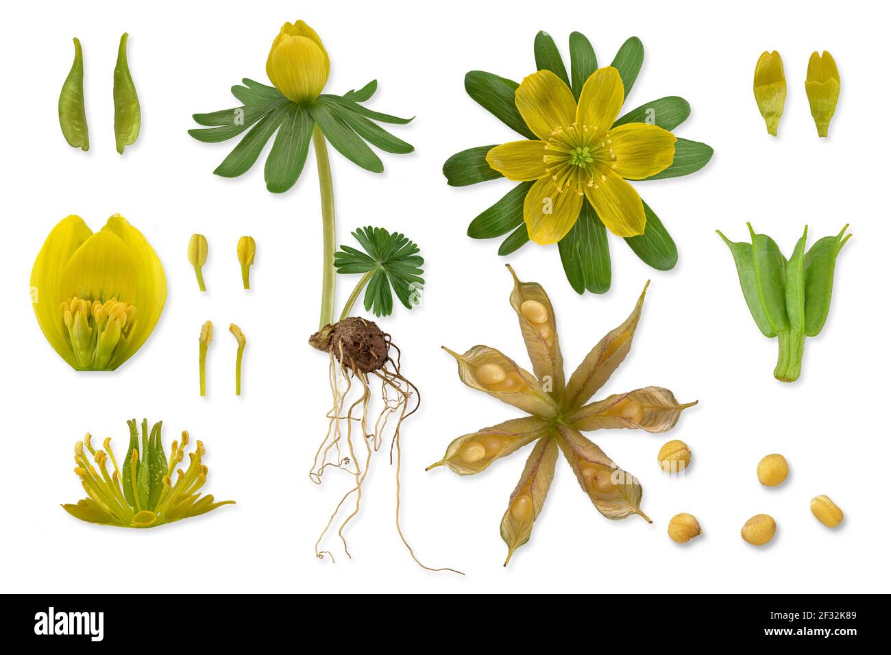 Winter aconite (Eranthis hyemalis), picture plate, plant, flower, leaf ...