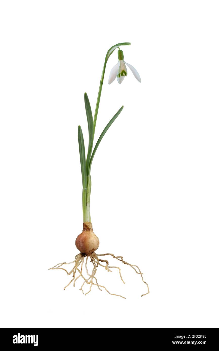 Snowdrop plant onion Cut Out Stock Images & Pictures - Alamy
